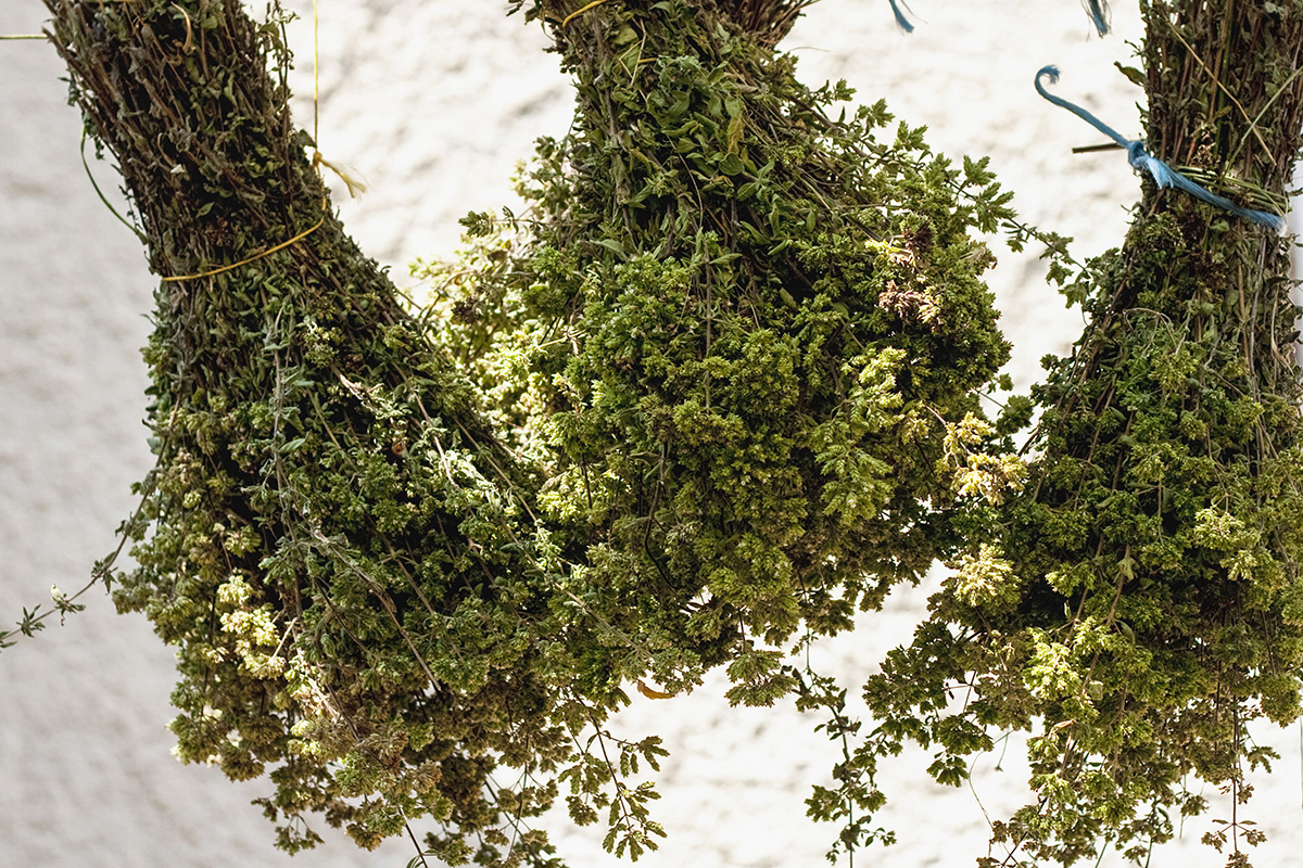 Ρίγανη - Theoma By Evia